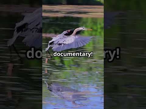 Amazing Life of the Grey Heron Bird! #waterfall #facts #reeflife