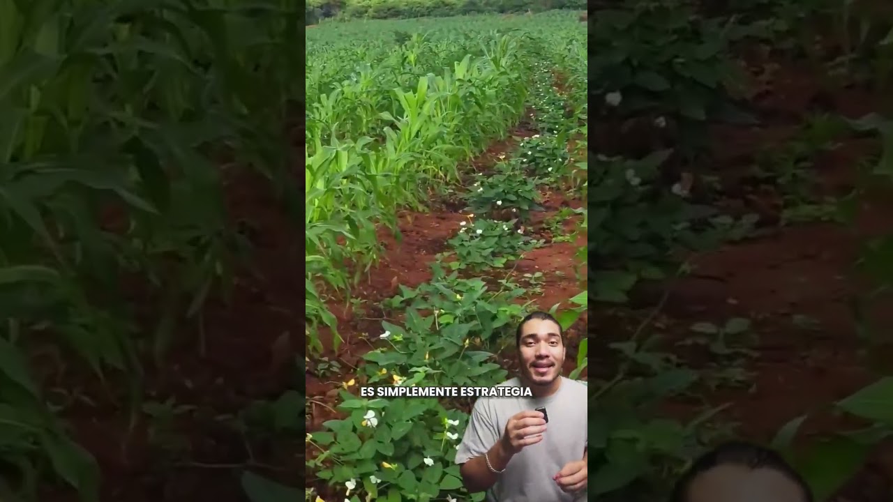 Maíz y frijol juntos: la milpa, agricultura inteligente 🌽🌱 #Milpa #Maiz #Frijol #Agricultura