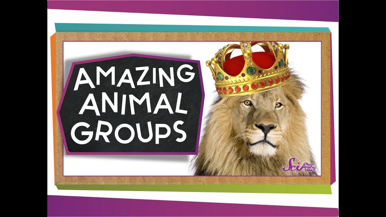 Amazing Animal Groups | Science for Kids