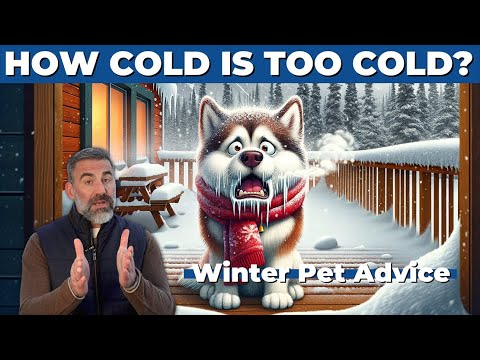Is It Too Cold for Your Dog to be Outside? Winter Safety Tips from a Vet