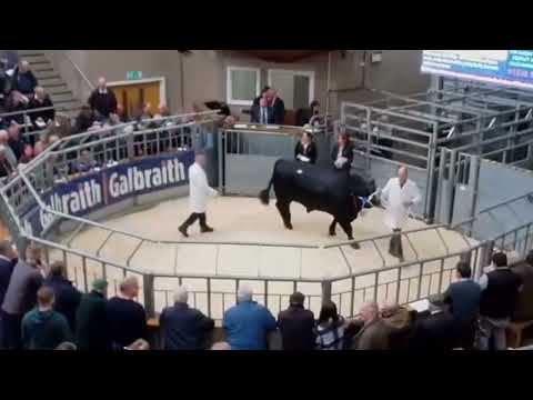 Aberdeen Angus Sale at Stirling Bull Sales May 5th 2025