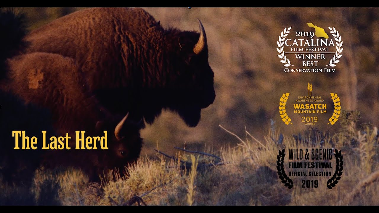 THE LAST HERD