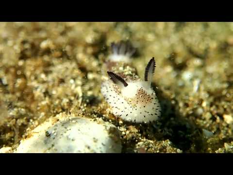 Jorunna Parva commonly called sea bunny | Tellwut.com