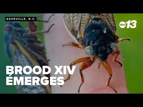 Brood XIV cicadas emerge after 17 years underground