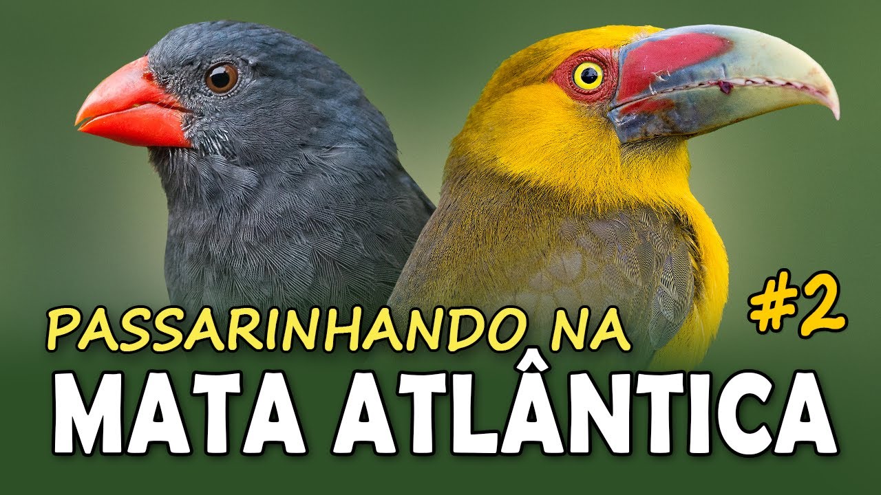 AVES da MATA ATLÂNTICA #2 | PASSARINHANDO em uma trilha na floresta de Santa Catarina