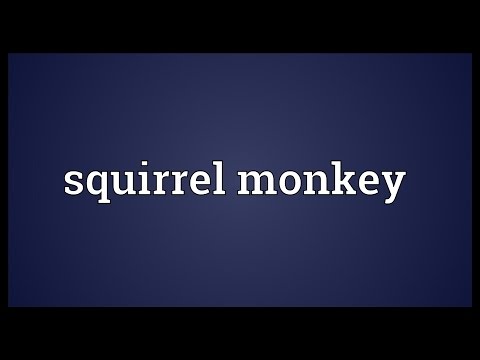Squirrel monkey Meaning