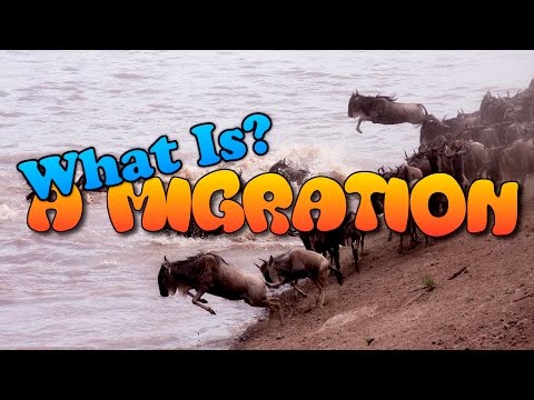 What Is Migration? (In Animals)
