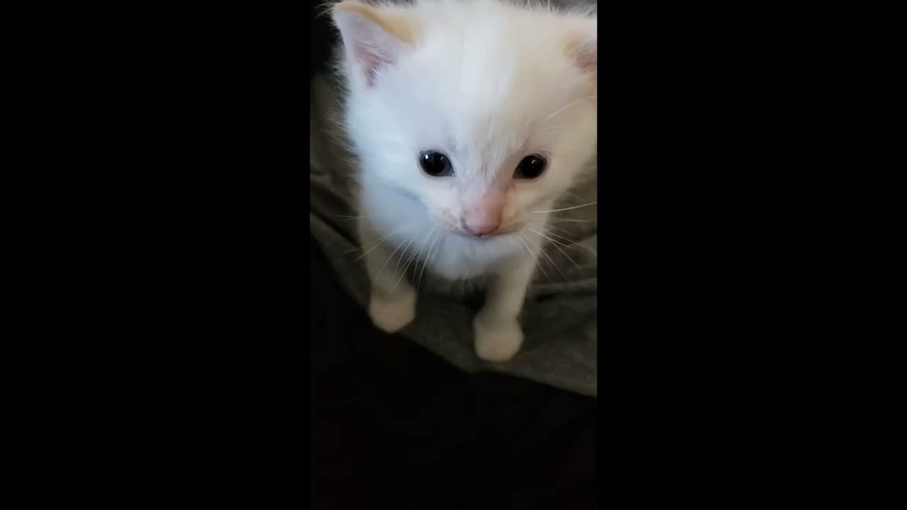 Hi Herbert Meme Compilation