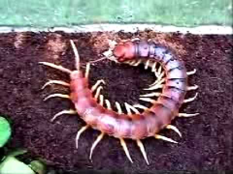 Pollo con cuatro patas | Baluart VideoRoll