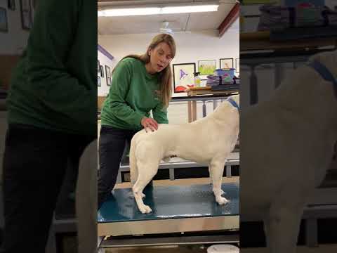 Palpating the lower back/lumbar spine