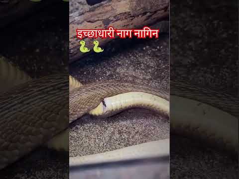 Funny snakes mating in jungle #automobile #wild #wildanimals #snake #snakes_of_india