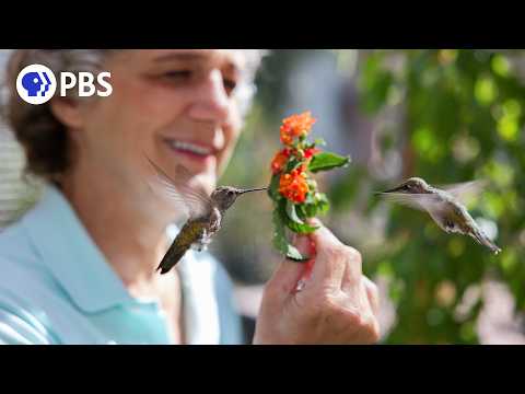 Hummingbirds of Hollywood | PBS Nature Documentary