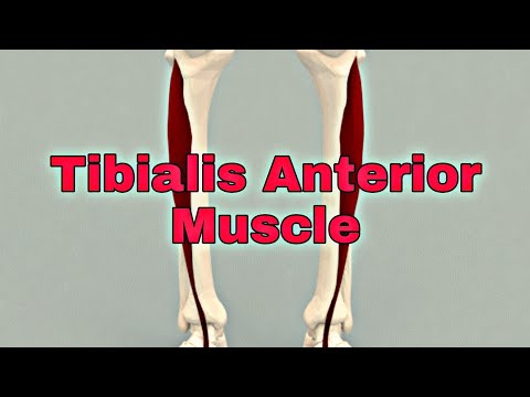 Tibialis Anterior Muscle Anatomy|Origin Insertion Innervation|Blood Supply|Clinical Aspects