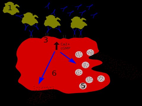 Histamine and Antagonist