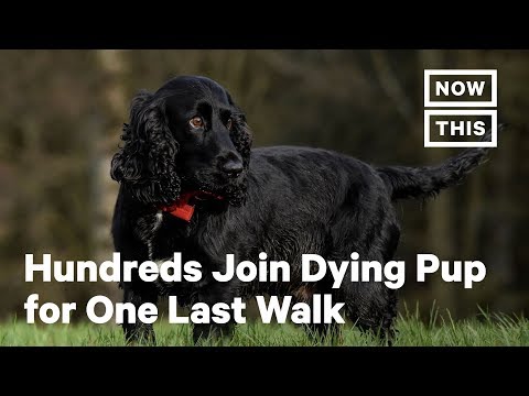 Hundreds Join Dying Pup for a Last Walk in Northern Ireland | NowThis