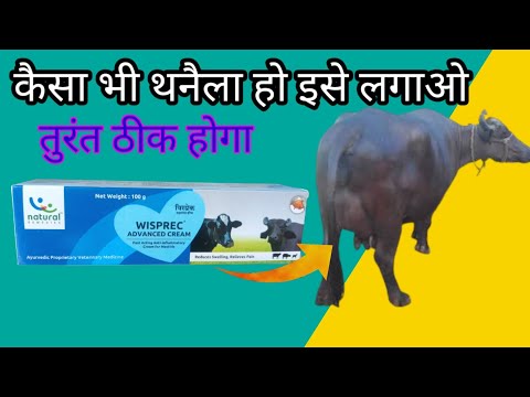 Veterinary Skin Care Ointment - Vet Skin Care Ointment Latest Price ...