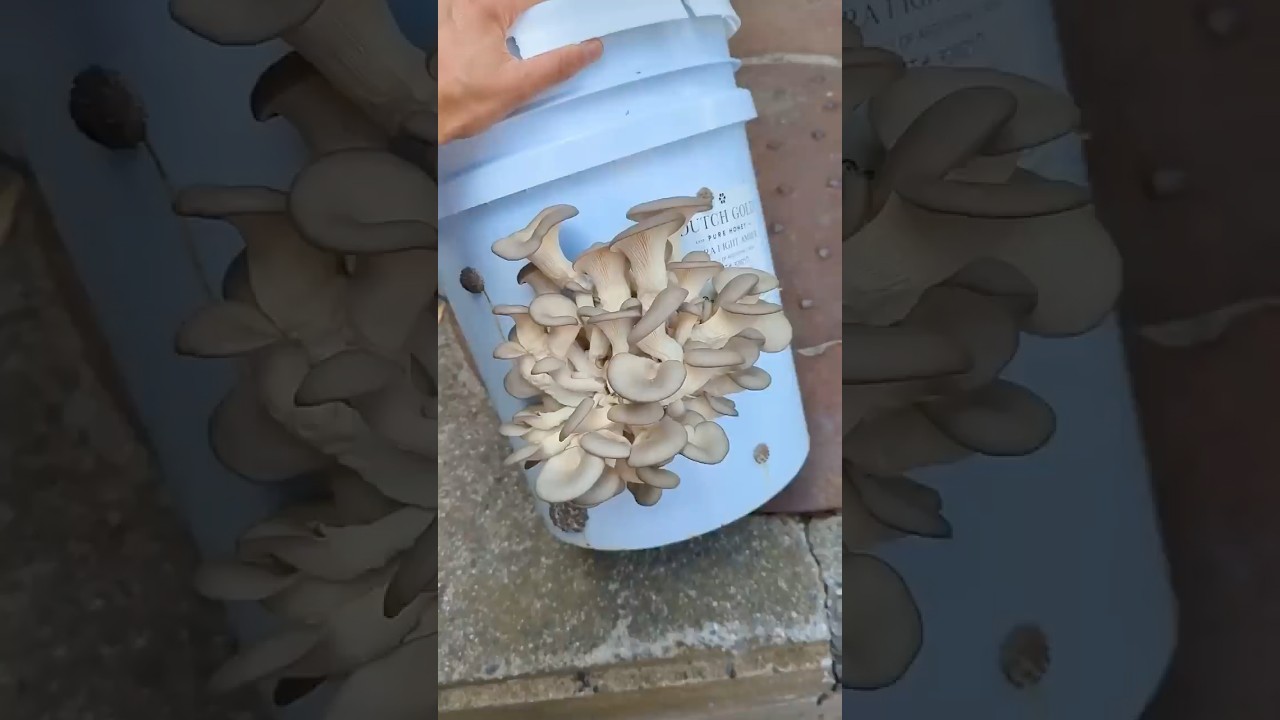 Grow Mushrooms out of Buckets using the Bucket Tech! Quick Tutorial!