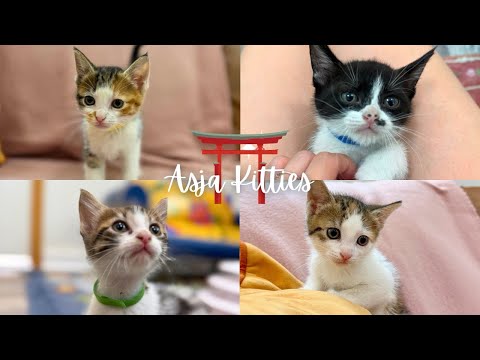 Cat for adoption - Beijing, a Domestic Short Hair Mix in Provo, UT ...