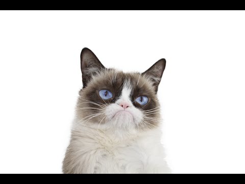 Grumpy Cat Compilation!