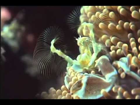 NEW AGE MUSIC PIANO COMPOSER "CORAL IMPRESSIONS"