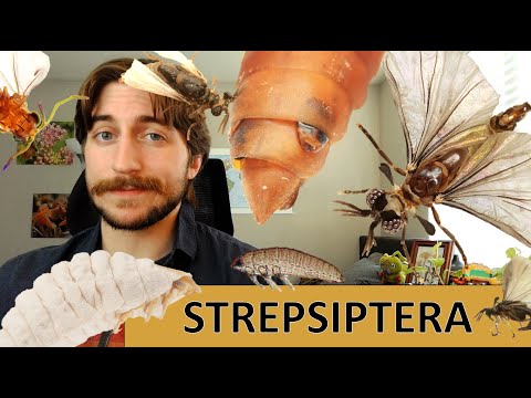 Strepsiptera: Twist-winged Parasites - Order Spotlight