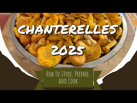 Chanterelles - Edible Mushroom - The Complete How To Guide for 2024 - In UNDER 5 Minutes!