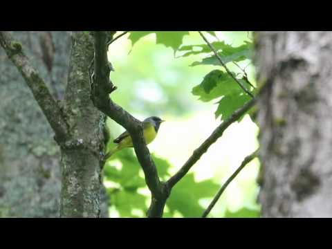 Mourning Warbler, 2020-06