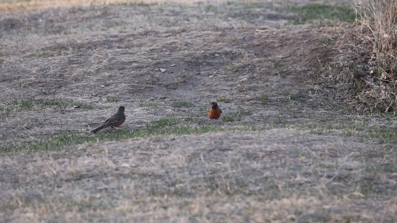 2 Robins Fighting