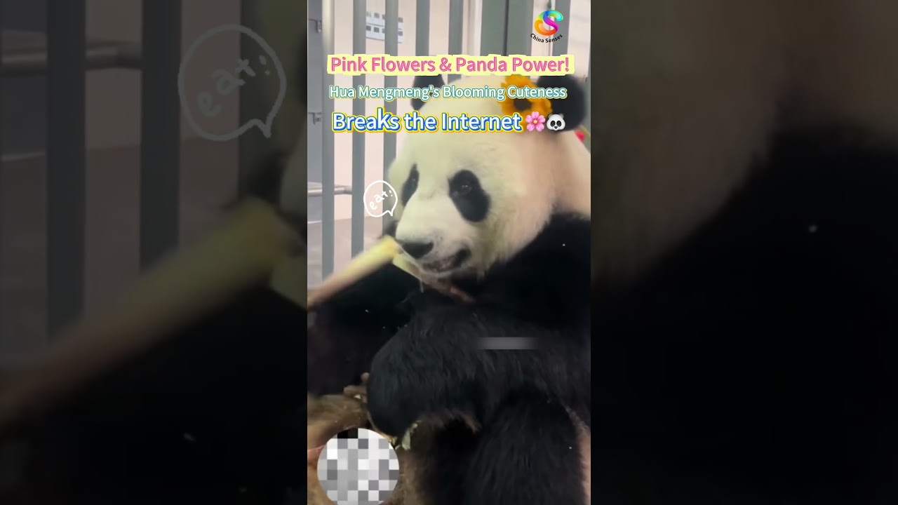 Pink Flowers & Panda Power! Hua Mengmeng’s Blooming Cuteness Breaks the Internet 🌸🐼