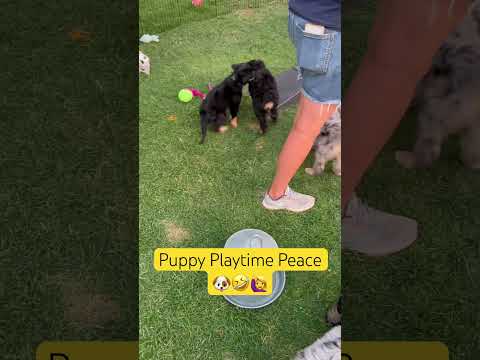 Bernedoodle Puppy Play Hour #bernedoodle #puppies #happy