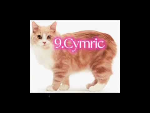 The top ten rarest cat breeds🐈🐱 #cat #rare #cute #catlover #top10 #cutecat #youtubeshorts #ytshorts