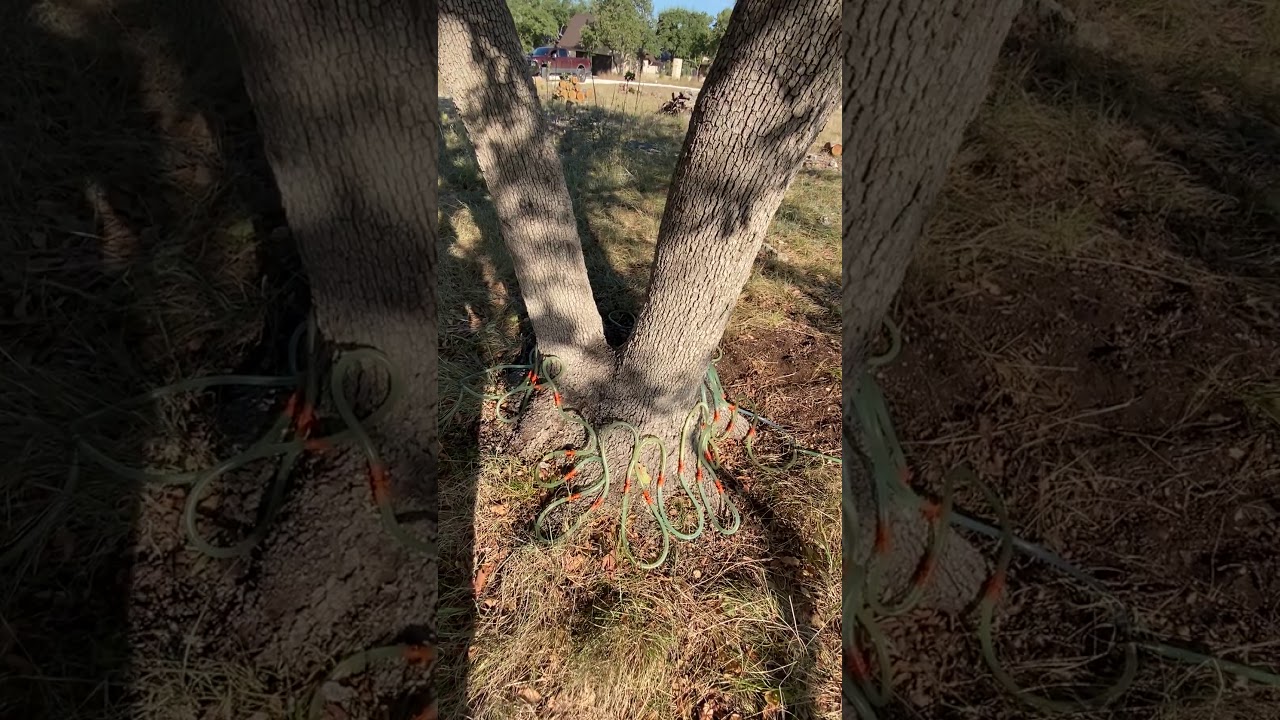 Lacey Oak Wilt Treatment - ArborCare and Consulting