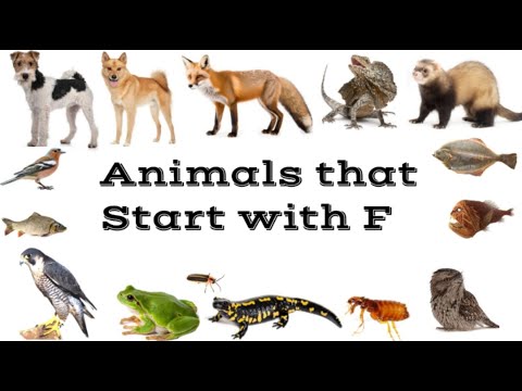 Animals That Start With F // ABC Animals for kids and Preschool.
