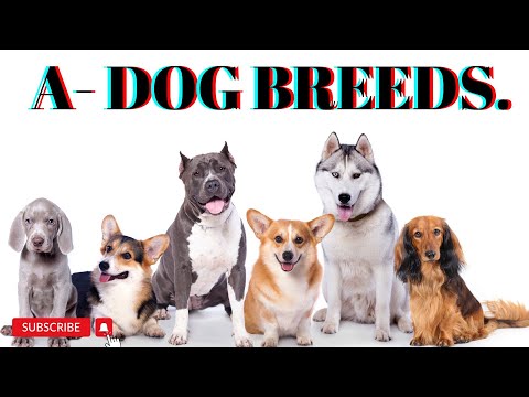 DOG BREEDS WHOSE NAMES START WITH LETTER A.