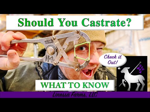 Castration: When, Why, How, and Dangers I Sheep and Goats