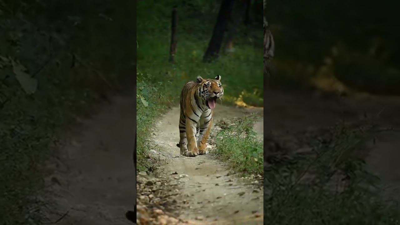 tiger sounds 🧐