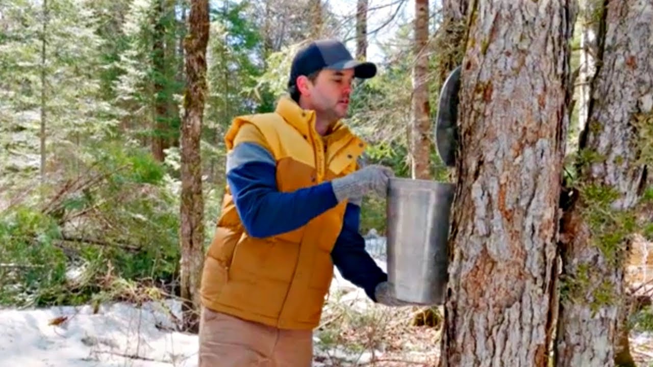 Maple Syrup - From Tree to Table