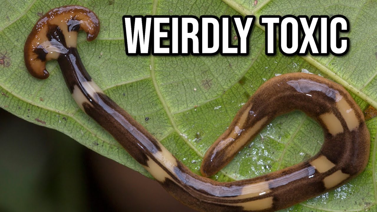What Exactly Is: Hammerhead Worm | The Noxious Invader