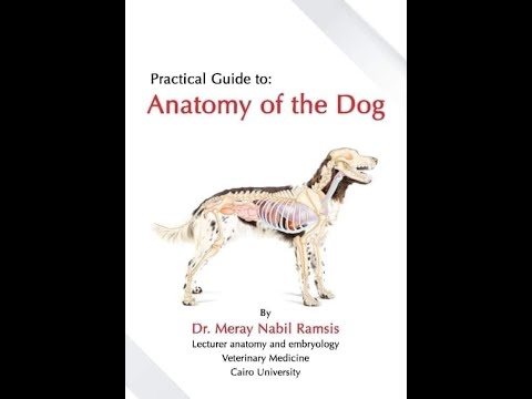 Mandible of dog