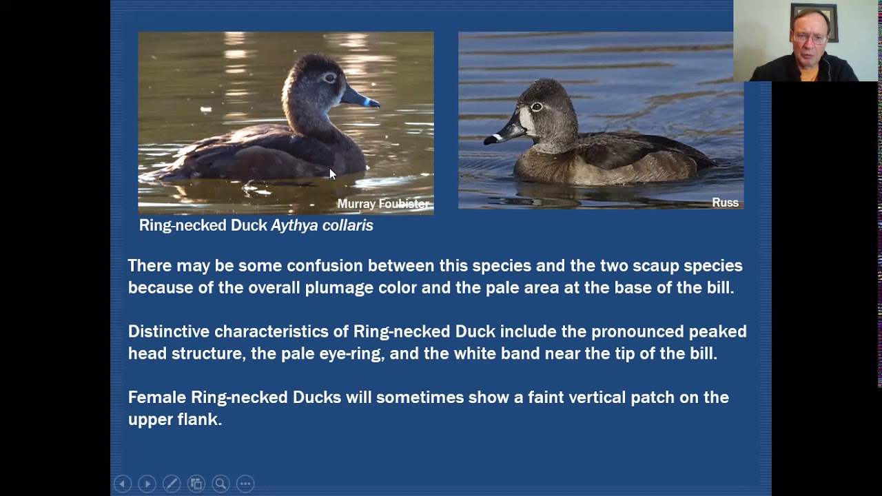 Mini-Tutorial: Female Diving Ducks