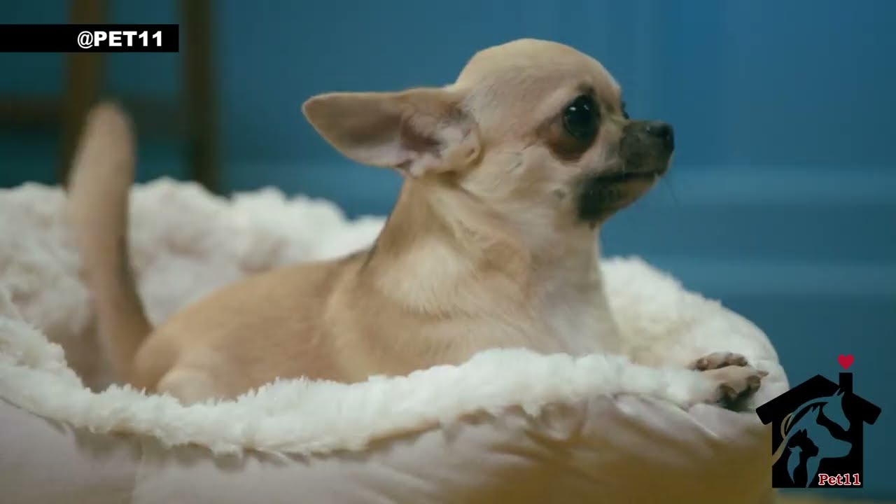 The Ultimate Guide to Dog Breeds: Exploring the World of Canine Diversity