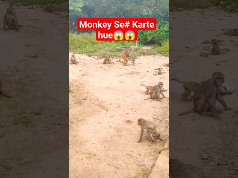 Secrets of Monkey Mating Revealed! 😲 #shorts #monkey #animals