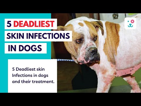 5 Deadliest Skin Infections in Dogs🐶 | QUICK Home Remedies to cure👩🏽⚕️ them. | Monkoodog