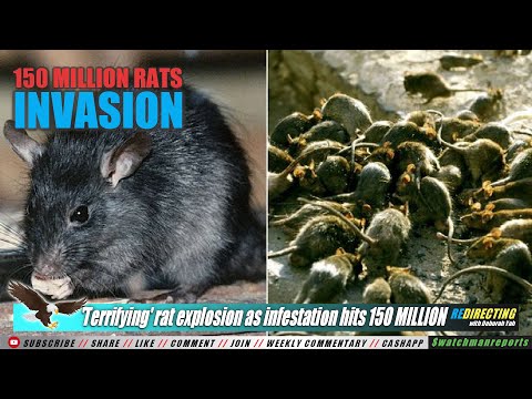 'Terrifying' rat explosion as infestation hits 150 MILLION in Europe