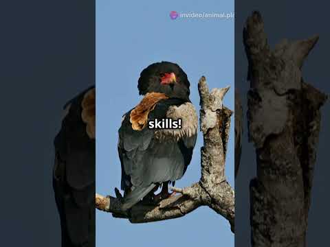 5 Mind Blowing Facts About the Bateleur Eagles!