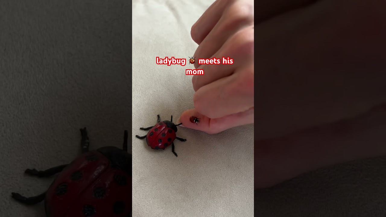 #ladybug #bugs #ladybugs