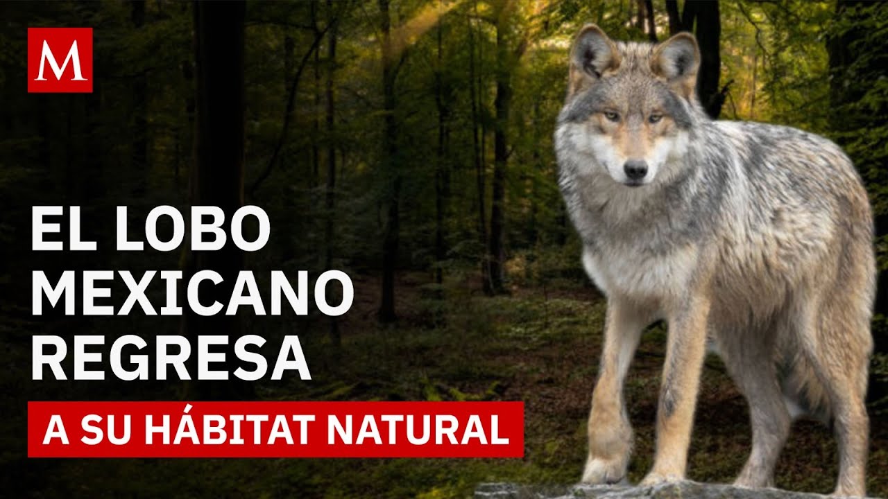 Historic! This is how the first Mexican wolf born in the wild was discovered.