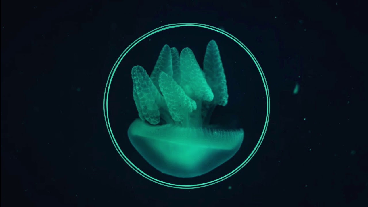 Audio Visualizer Examples | Made Easy With Wavve.co