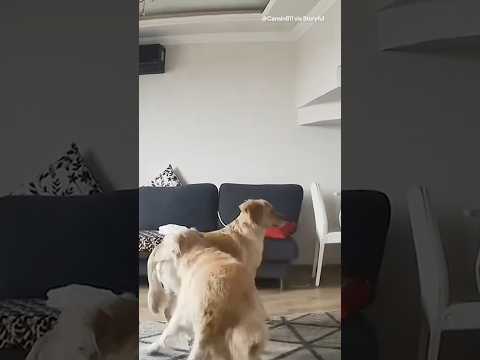 Powerful 6.2 magnitude earthquake scares dogs and shakes Istanbul, Turkey