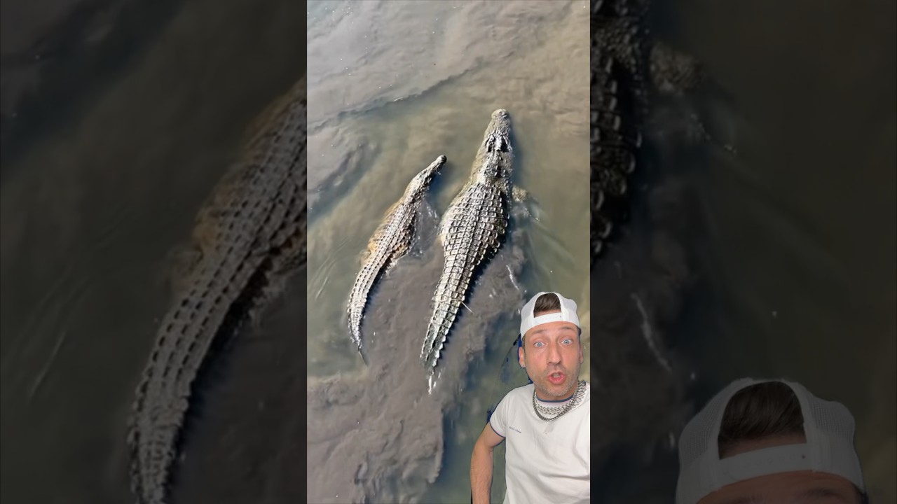 The Nile Crocodile is TERRIFYING